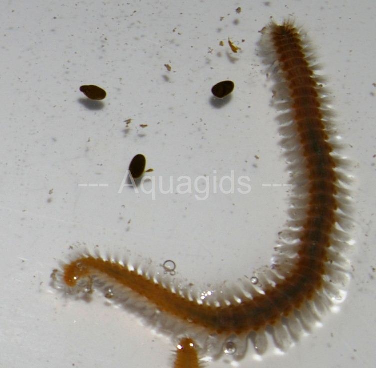 Eurythoe sp